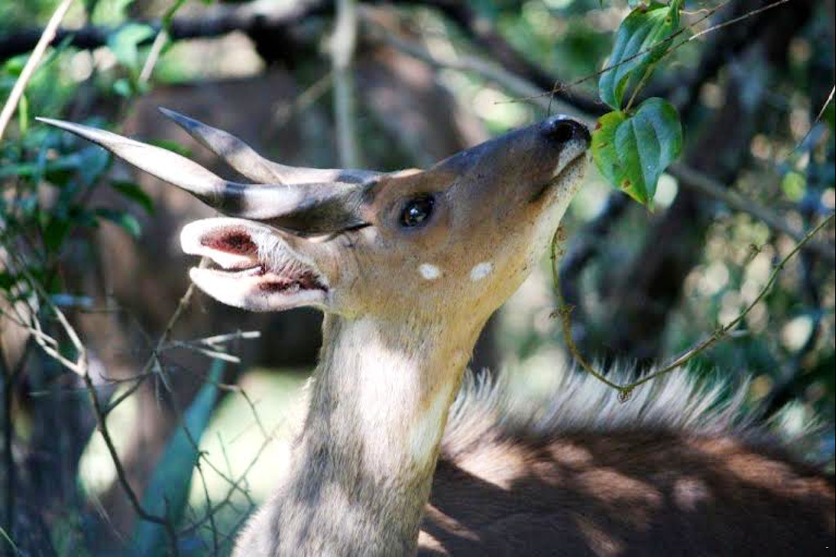 Bushbuck Trail Southbroom, KZN South Coast