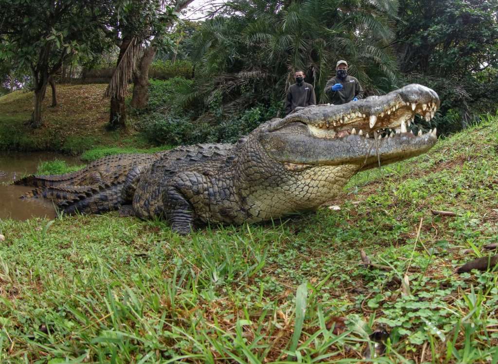 Crocworld - VISIT KZN SOUTH COAST