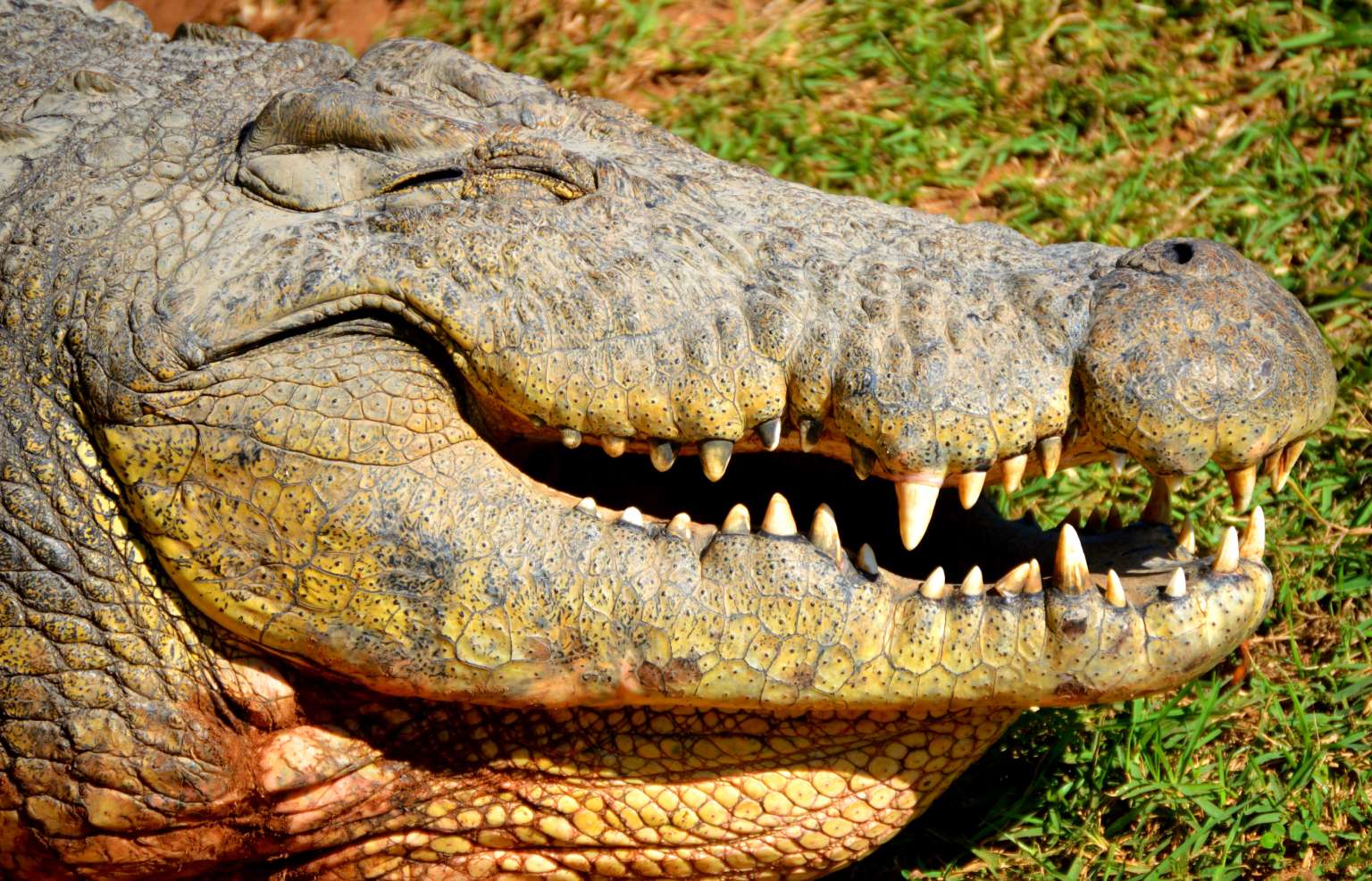 Crocworld Conservation Centre Scottburgh, KZN South Coast