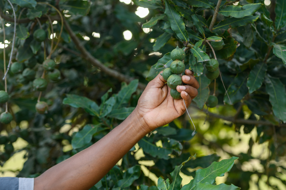 Ubumbano Farmstead in Amandawe - VISIT KZN SOUTH COAST