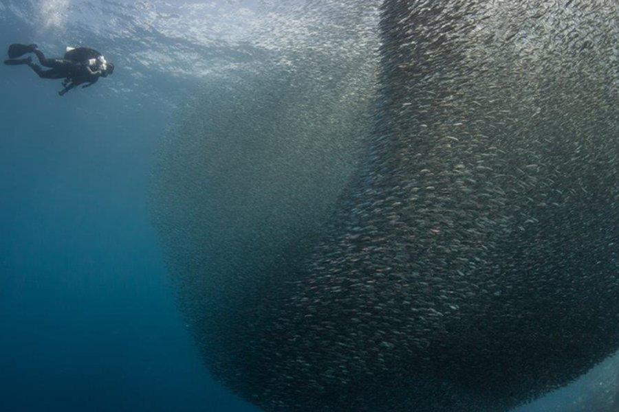 The scene is set on the KZN South Coast for the Greatest Shoal on Earth ...