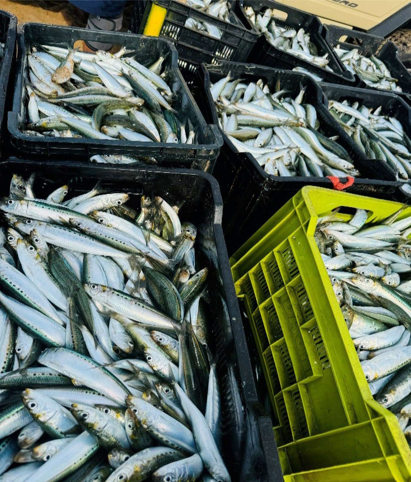 The Greatest Shoal on Earth Arrives on the KZN South Coast - VISIT KZN ...