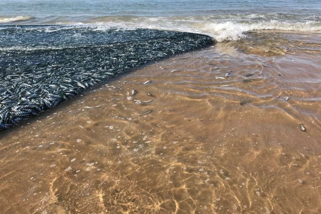 KZN South Coast Gears Up for the Iconic Sardine Run Season - VISIT KZN ...